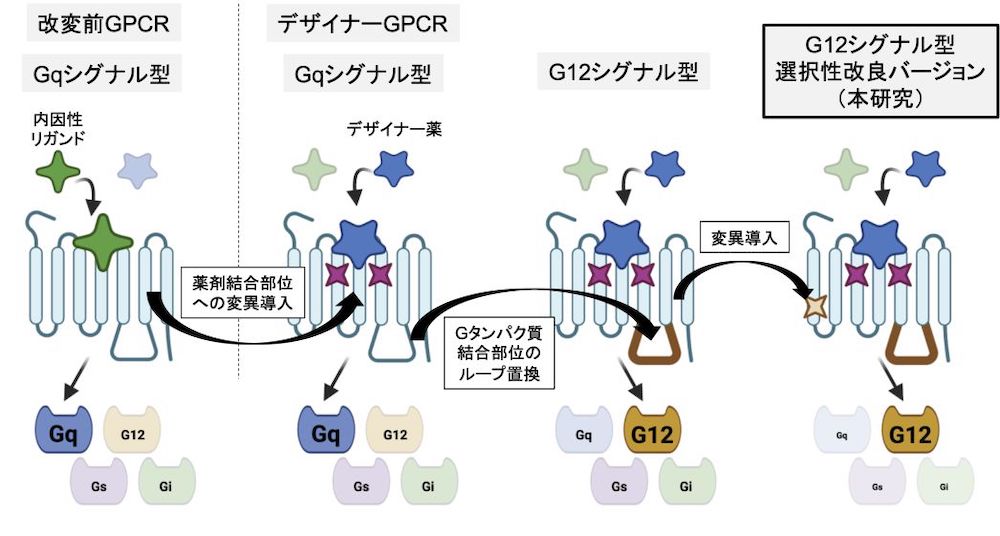 脂肪燃焼を助けるG12シグナル誘導人工受容体を開発：医療技術ニュース - MONOist