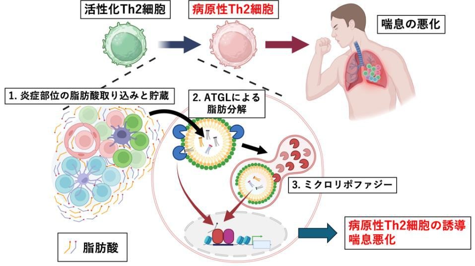 アレルギー疾患の悪化メカニズムを解明、脂肪分解経路を新たな治療標的に：医療技術ニュース - MONOist